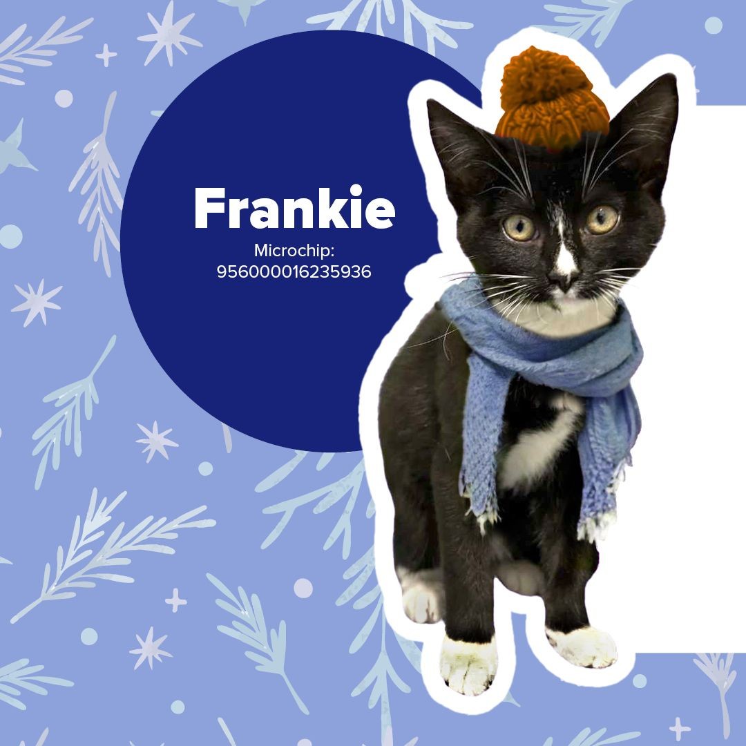 Get your winter snuggles at Cat Adoption Day! - Greater Shepparton City ...